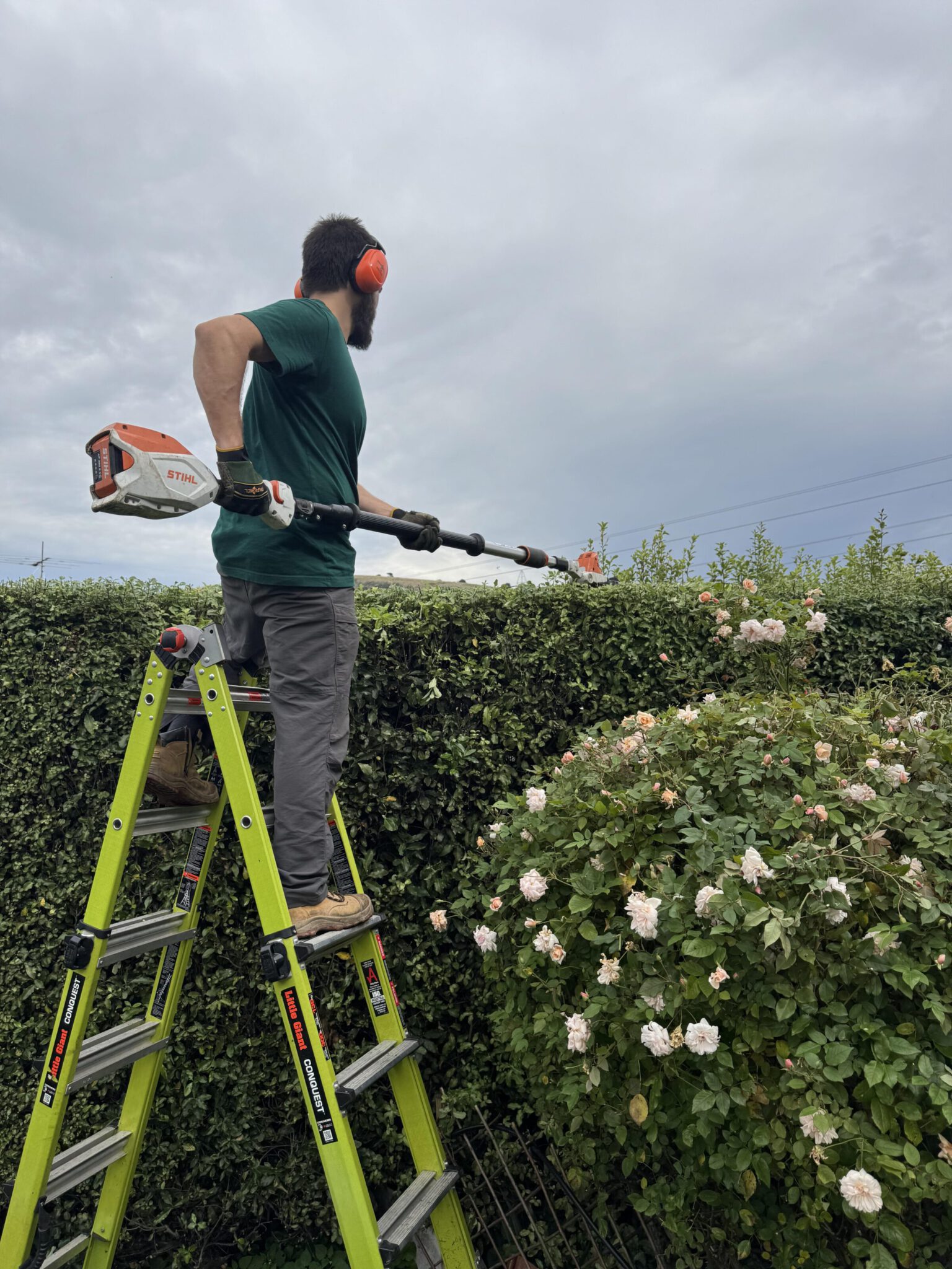 Hedge Trimming Christchurch | Tree & Shrub Trimming